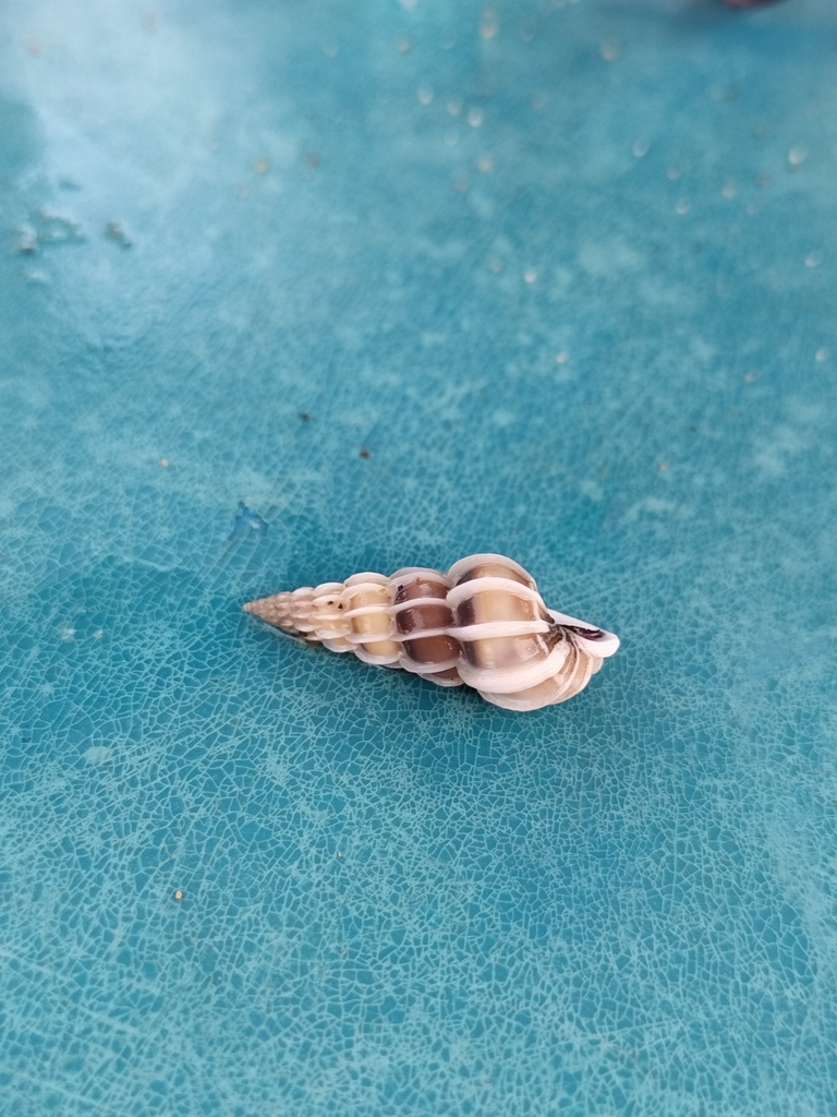 Lamellose Wentletrap from 56128 Tirrenia PI, Italia on July 11, 2023 at ...