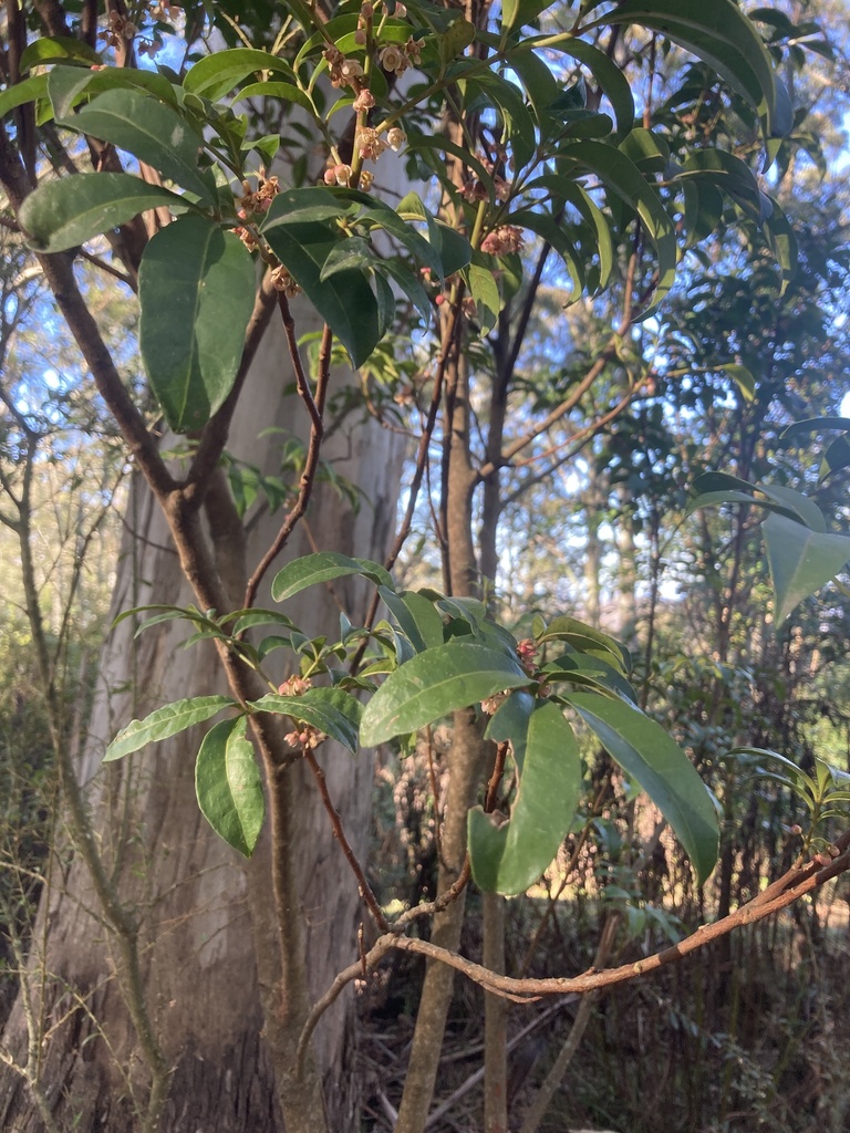 scentless rosewood in July 2023 by Santi Tabares · iNaturalist