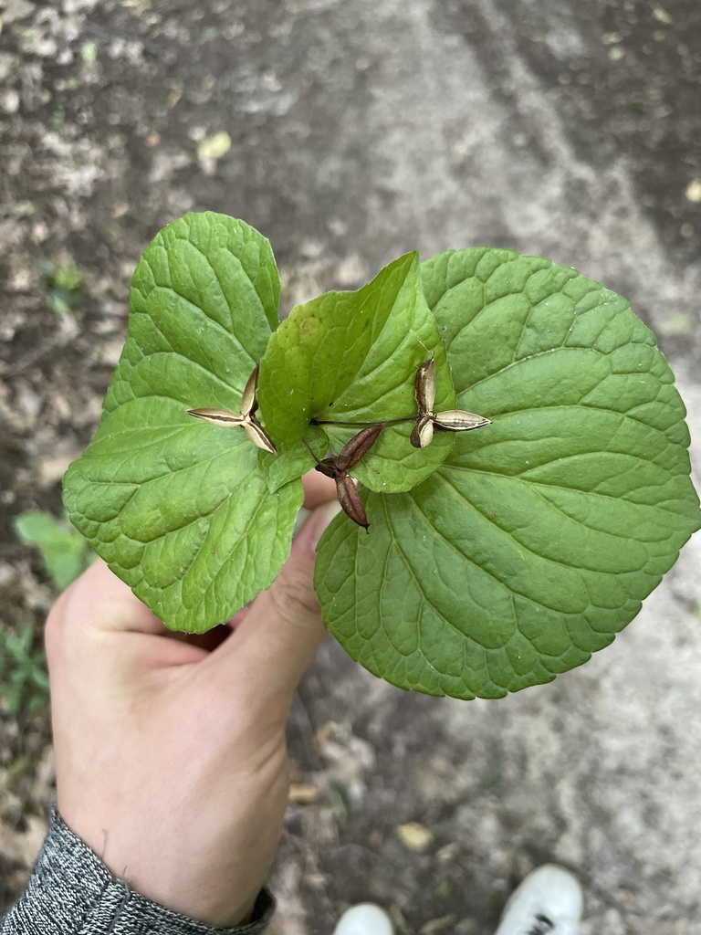 Broad-leaved Violet from Голосіївський, Київ, Київ, UA on July 11, 2023 ...