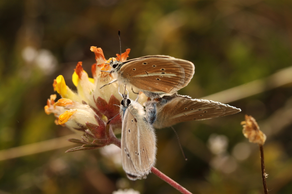 Damon Blue in July 2023 by Louis Puille · iNaturalist
