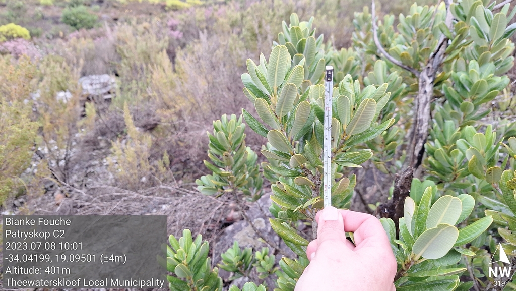 Rockwood from Overberg District Municipality, South Africa on July 8 ...
