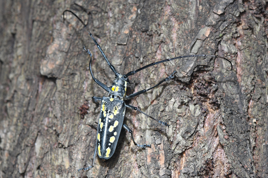 Batocera horsfieldi from 牟平区, 烟台市, 山东省, CN on July 10, 2023 at 07:54 PM ...