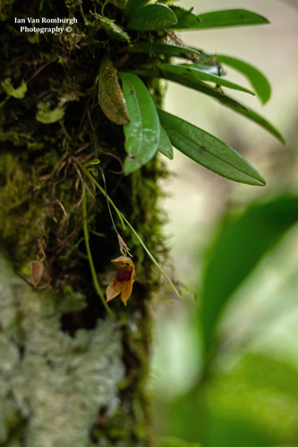 Specklinia condylata · iNaturalist Ecuador