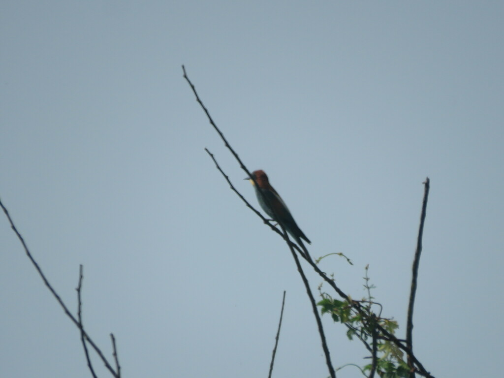 European Bee-eater from Ciglenica, Croatia on July 11, 2023 at 10:19 AM ...