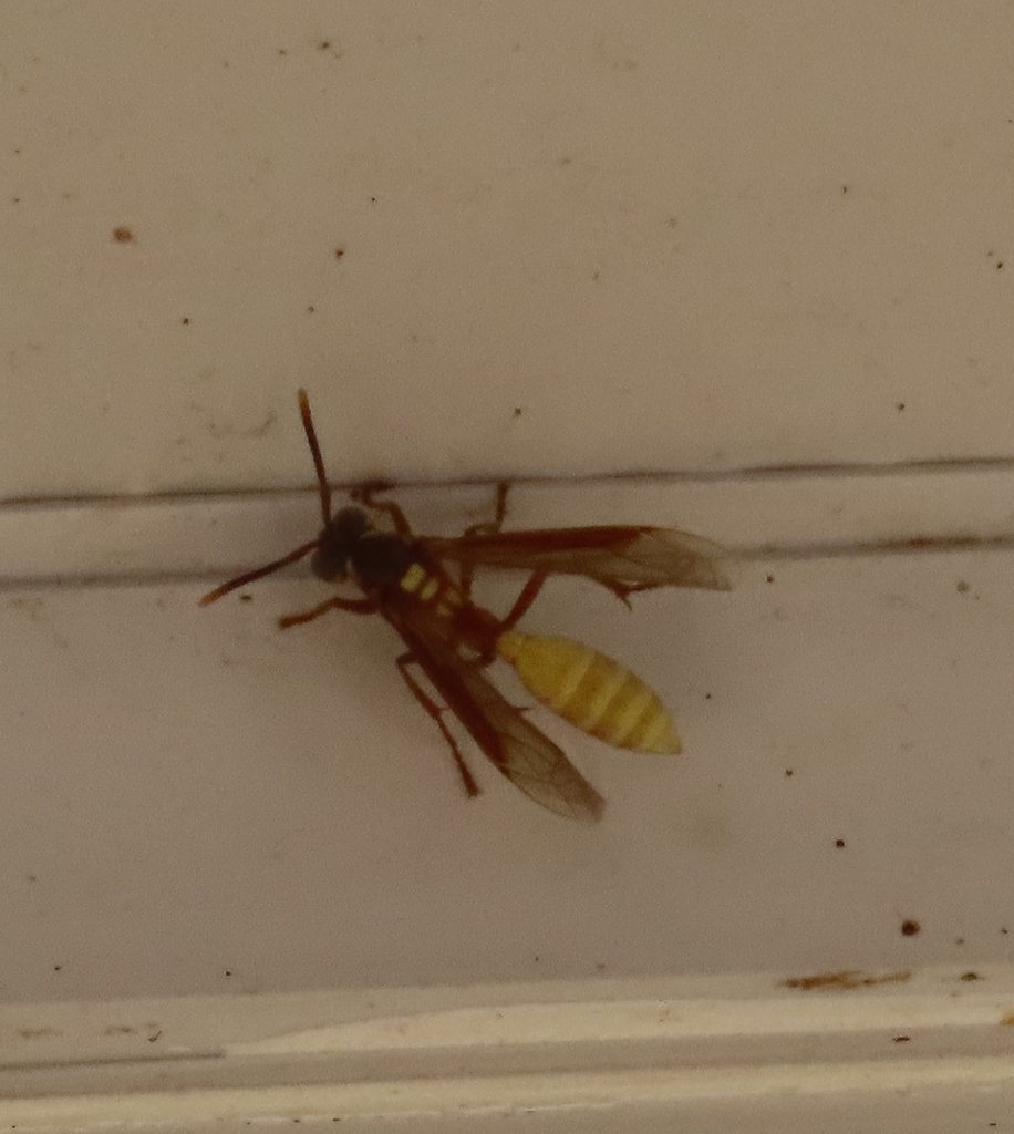 Central American Paper Wasp from 64WJ+3VC, Las Lajas, Panamá on July 7 ...