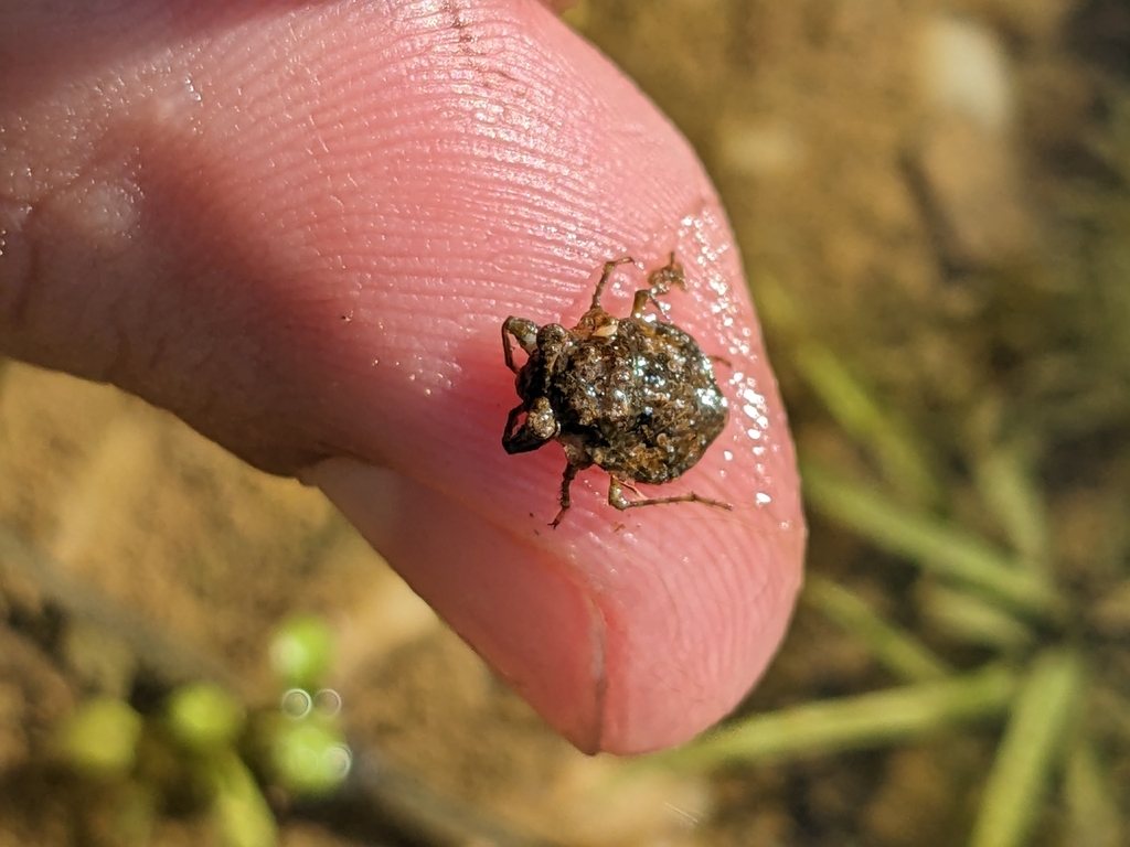 Big-eyed Toad Bug from Falmouth, VA 22405, USA on July 11, 2023 at 08: ...