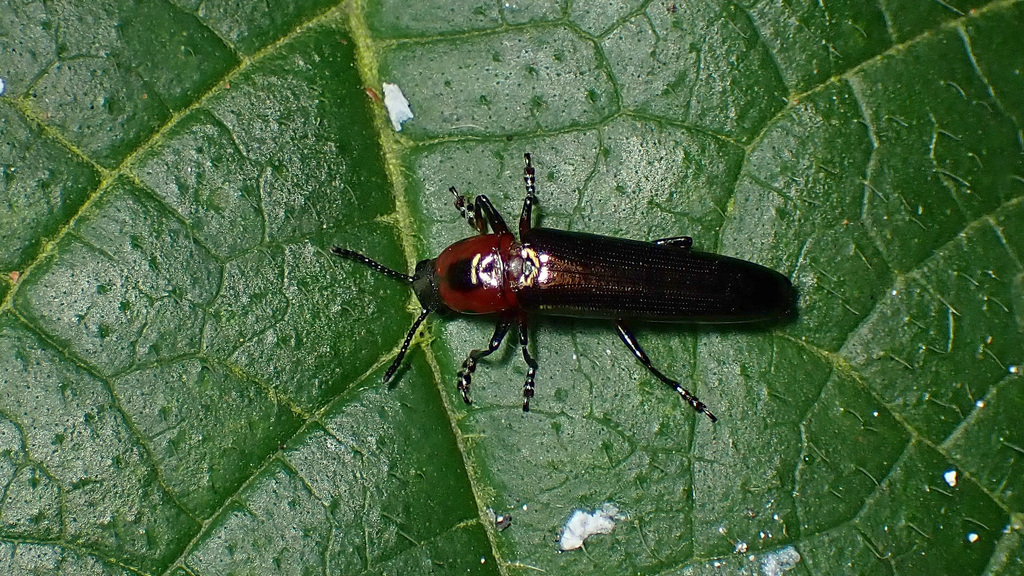 Tetraphala elongata from Lo Wai, Hong Kong on July 9, 2023 at 08:28 PM ...