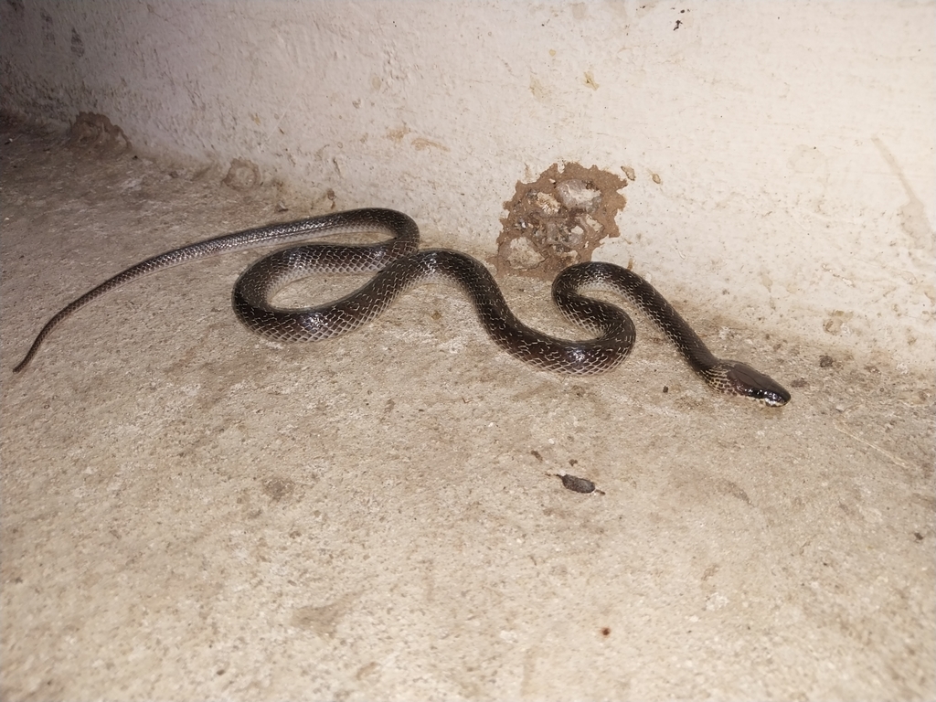 Common Wolf Snake from 57JV+9G4 Khao Somphot Wildlife No Hunting Area ...