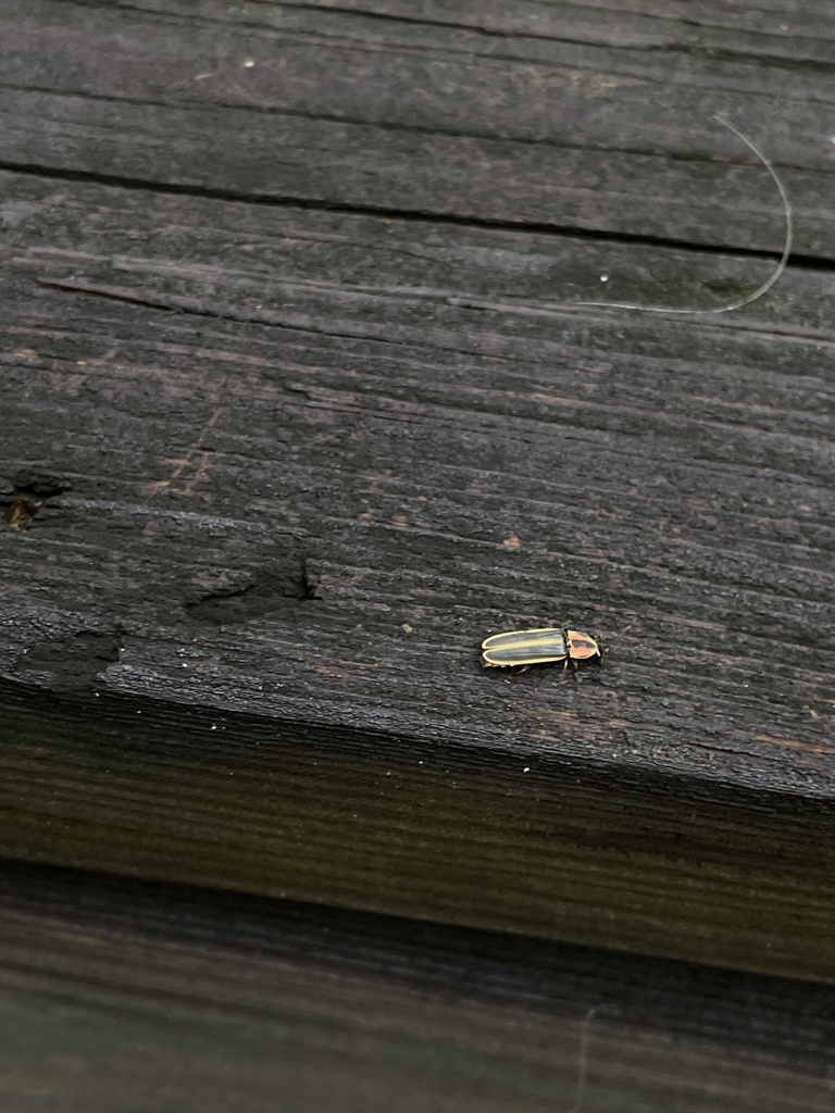 Marsh imp from Lake Johnson Park, Raleigh, NC, US on July 10, 2023 at ...