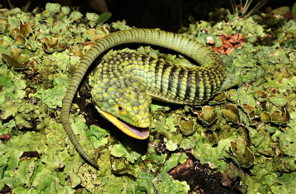 Terrestrial Arboreal Alligator Lizard in June 2008 by Christian Langner ...