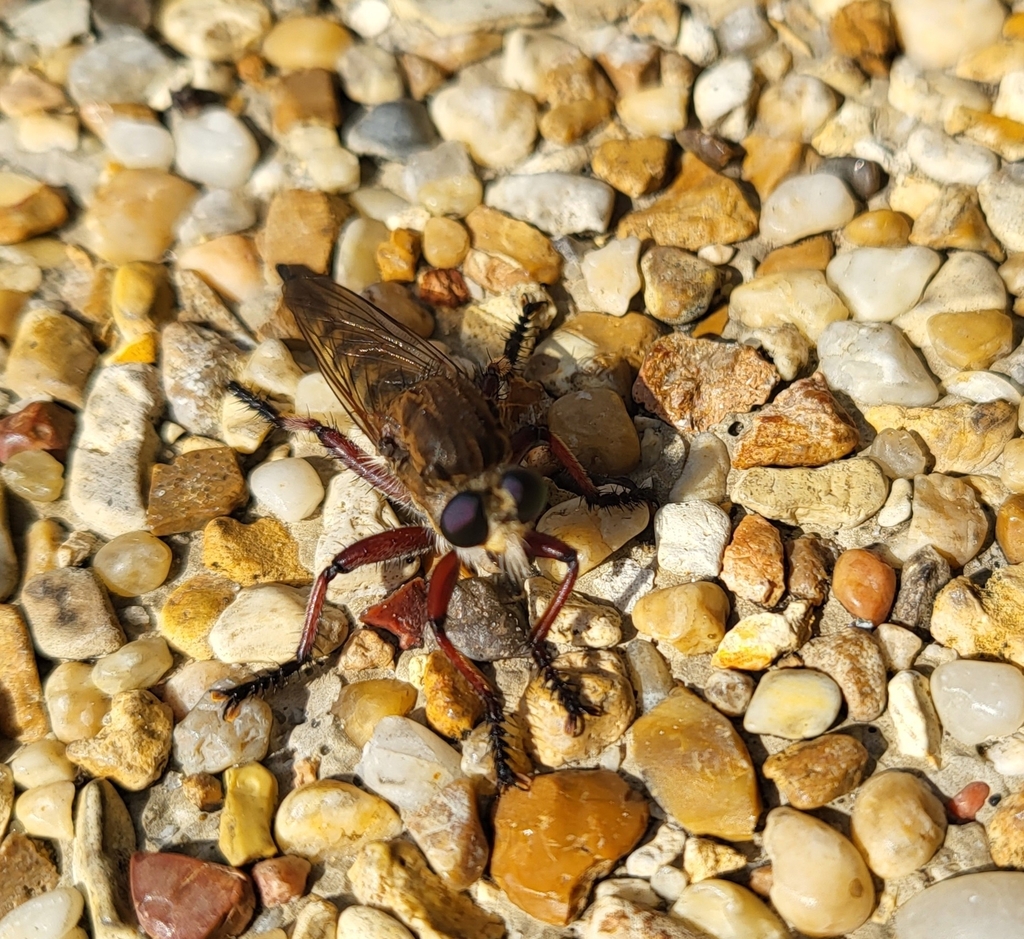Promachus hinei from Little Woods, New Orleans, LA, USA on July 11 ...