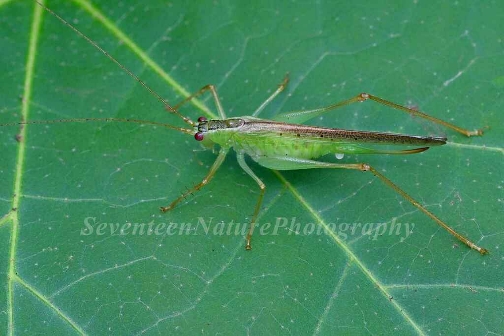 Xizicus szechwanensis from 中国江苏省南京市玄武区 on July 9, 2023 at 09:07 PM by ...