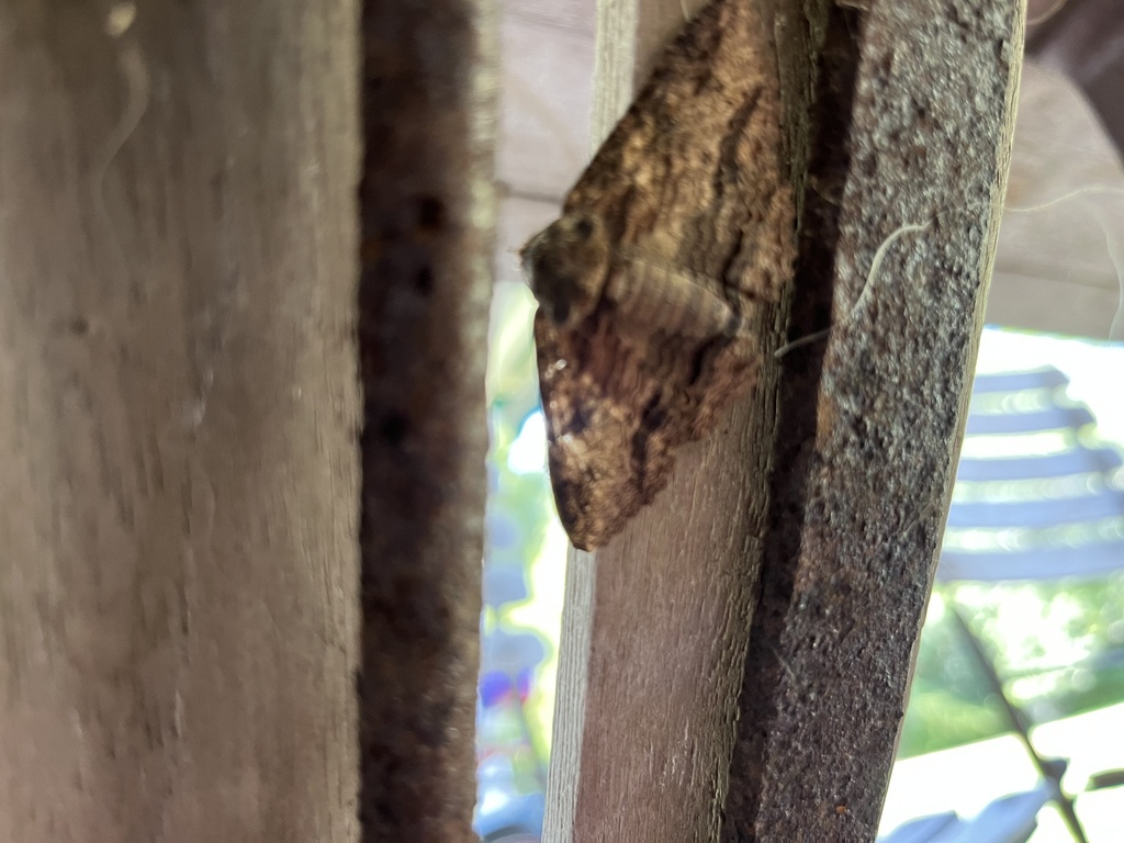 Maple Zale Moth from Long Island, Water Mill, NY, US on July 11, 2023 ...