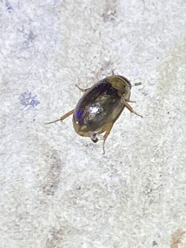 Enochrus from Windsor Park, Austin, TX, USA on July 10, 2023 at 09:40 ...