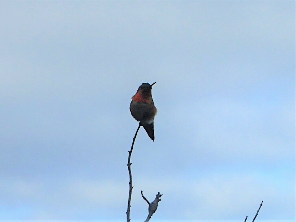 Anna's Hummingbird from Newport Beach, CA, USA on March 26, 2017 at 08: ...