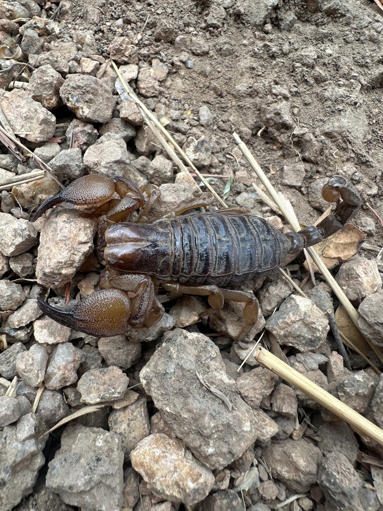 Shiny Burrow Scorpion from Lake Malawi National Park, Mangochi, MW on ...