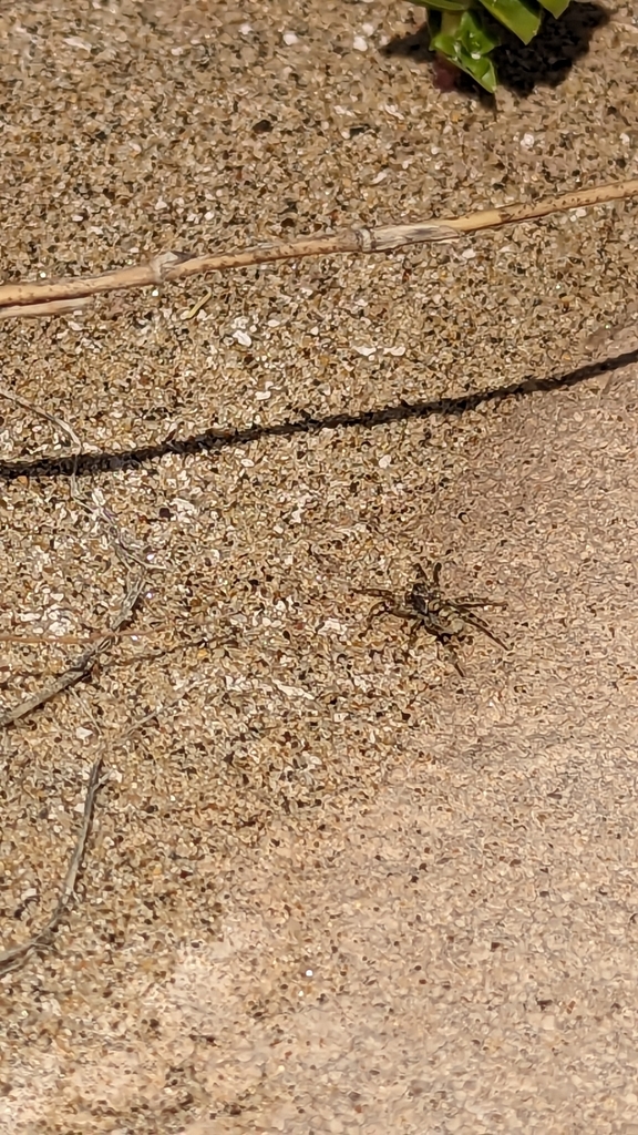 Sand Bear Spider from Hull HU12 0UG, UK on 11 July, 2023 at 11:21 AM by ...