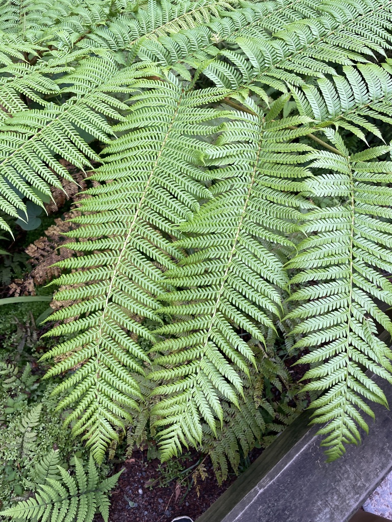 Australian Tree Fern Illnesses