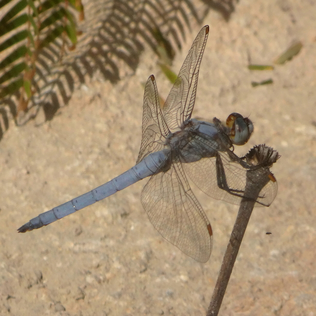Southern Skimmer from Alicante, España on July 8, 2023 at 10:52 AM by ...