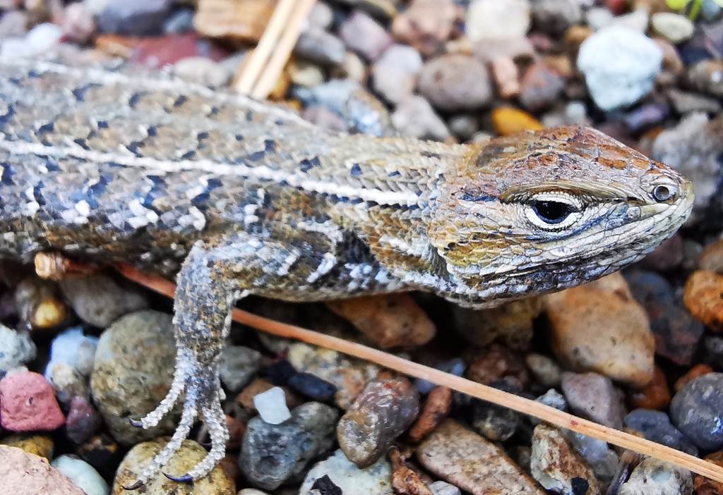 Slevin’s Bunch Grass Lizard from RQ5X+RJ, 34357 Los Alamillos, Dgo ...