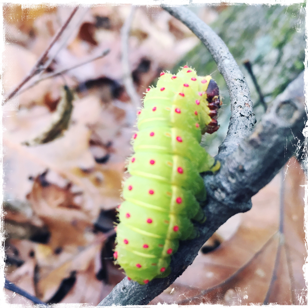 North American Luna Moth from 1285–1295 Blue Ridge Pkwy, Woolwine, VA ...