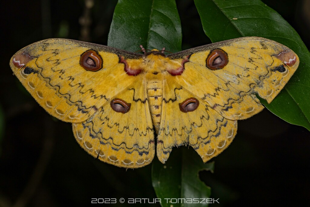 Golden Emperor Moths in July 2023 by Artur Tomaszek · iNaturalist