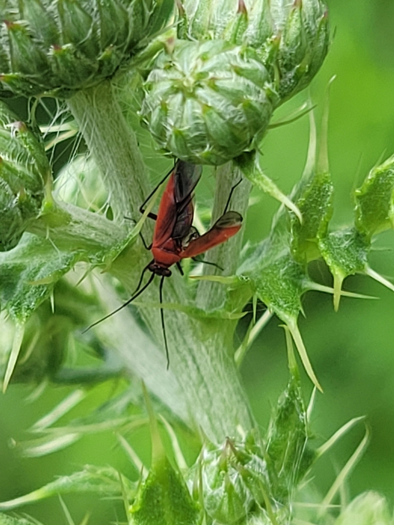 Scarlet Plant Bugs from South Gardiner, Gardiner, ME, USA on July 11 ...