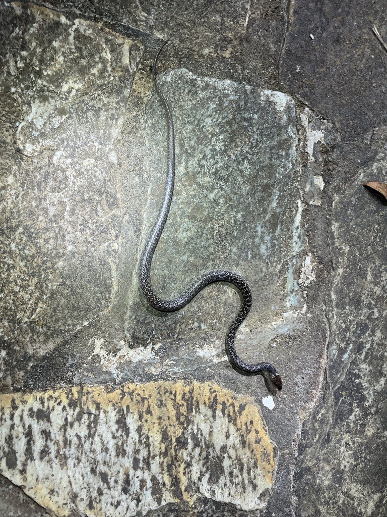 Common Wolf Snake in July 2023 by Artur Tomaszek · iNaturalist