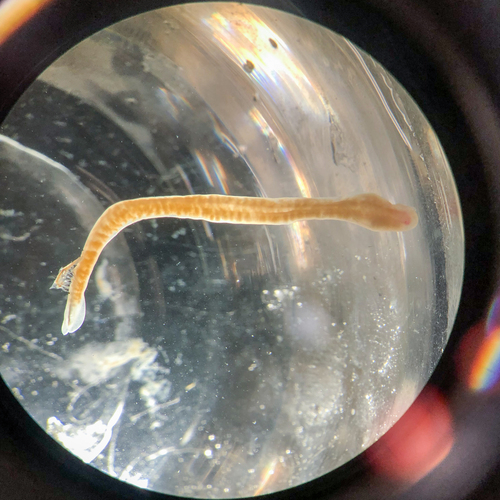 Suborden Pelagica · iNaturalist Ecuador