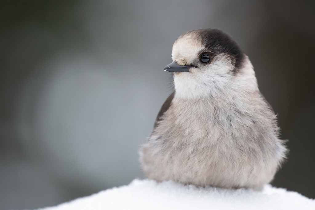 Canada Jay from Manning Park on January 26, 2023 at 12:01 PM by Brett ...