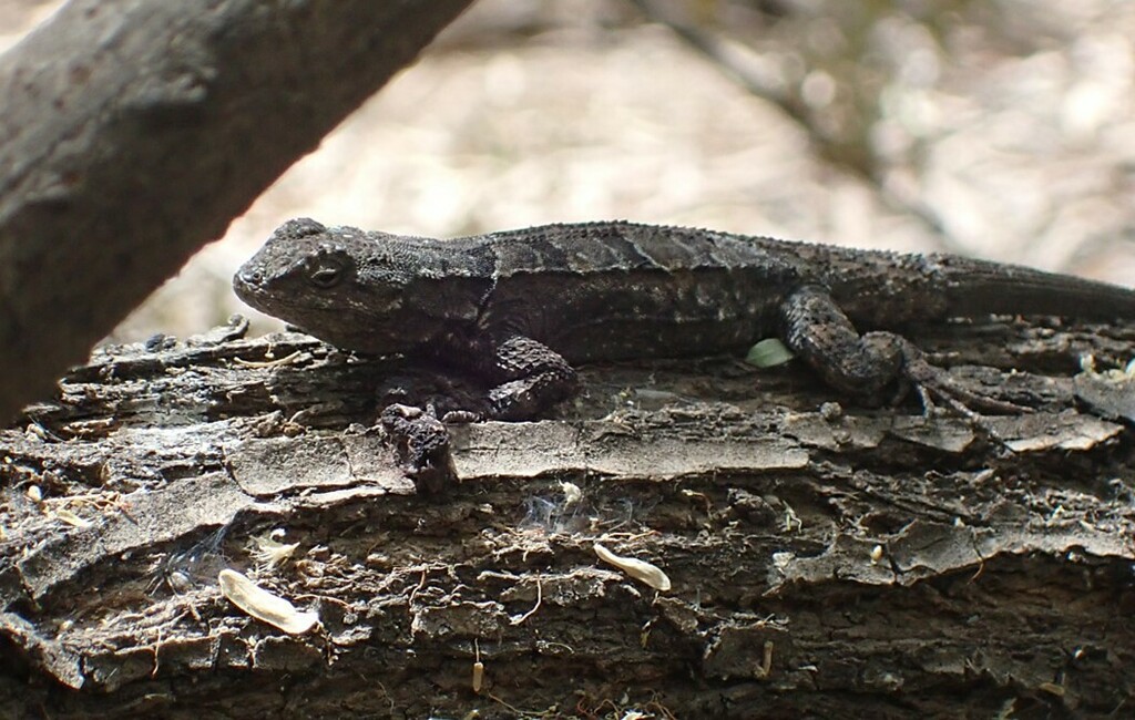 Ornate Tree Lizard from 1200 W South Mountain Ave, Phoenix, AZ 85041 on ...