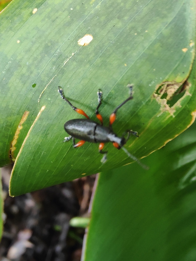 Broad-nosed Weevils from San José Province, San Gerardo de Dota, Costa ...