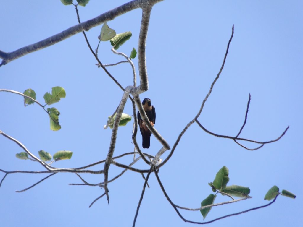 Bat Falcon from Bom Jardim, Nobres - MT, Brasil on July 9, 2023 at 04:43 PM by Jonathan Crizanto ...