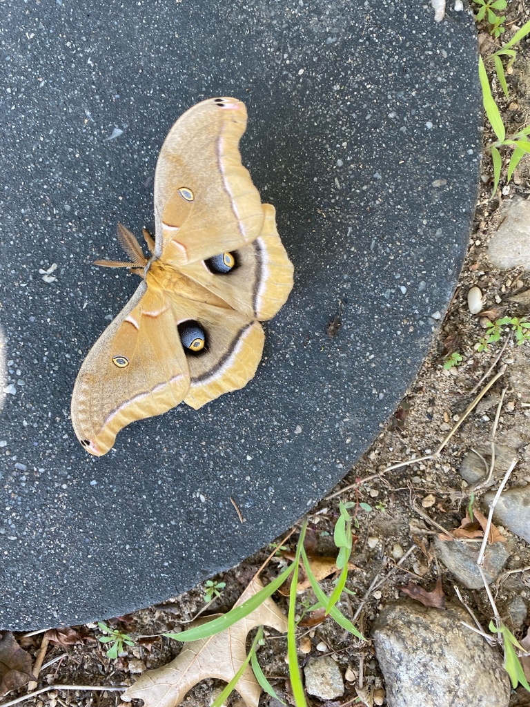 Polyphemus Moth from Long Island, Hauppauge, NY, US on July 11, 2023 at ...