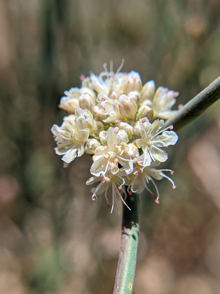 Frémont's wild buckwheat from Bodfish, CA 93205, USA on July 8, 2023 at ...