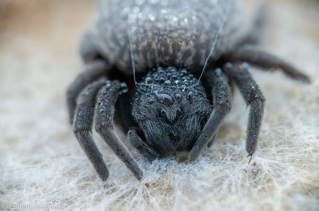 Tree Velvet Spiders from Newton Drive, Cape Town, WC, ZA on May 30 ...