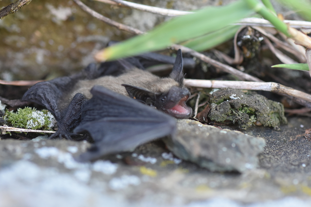 Eastern Small-footed Myotis in July 2023 by Cade · iNaturalist