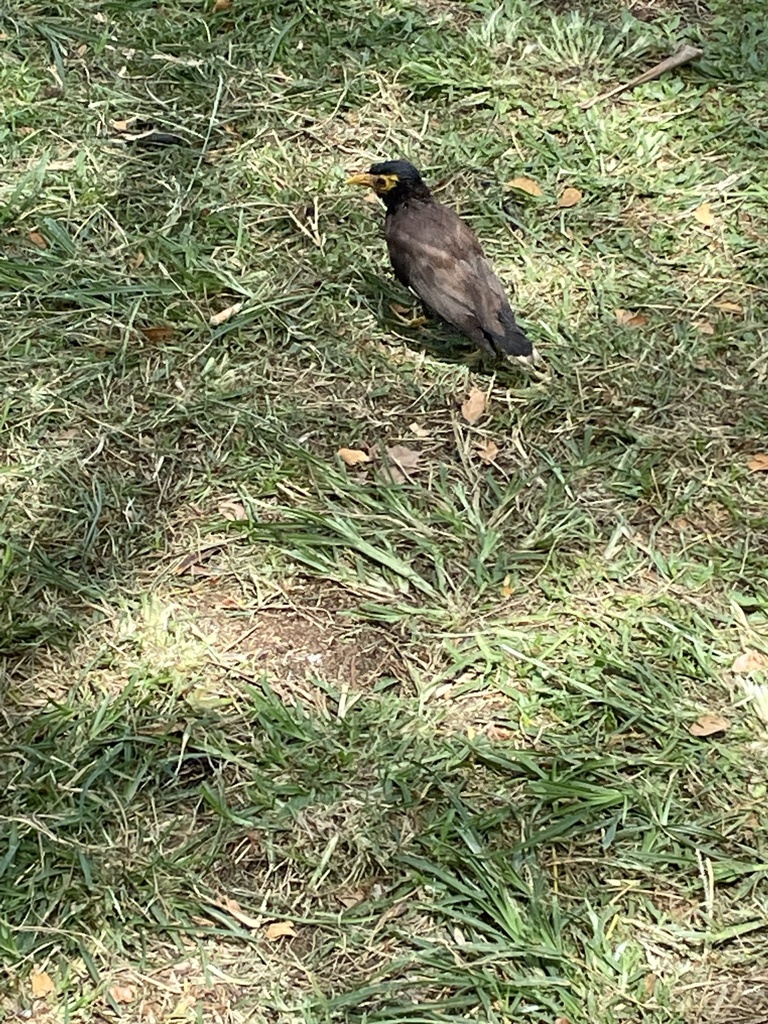 Common Myna from Kapiolani Beach Park, Honolulu, HI, US on July 11 ...