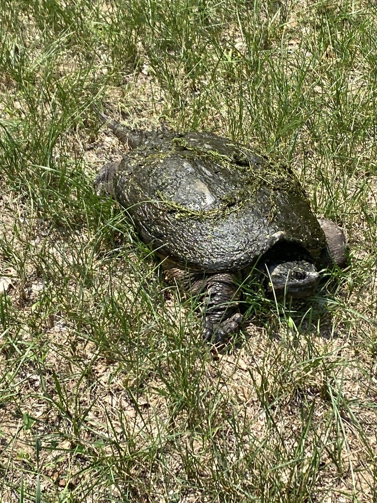 Common Snapping Turtle from E Berry Rd, Pleasant Lake, MI, US on July ...