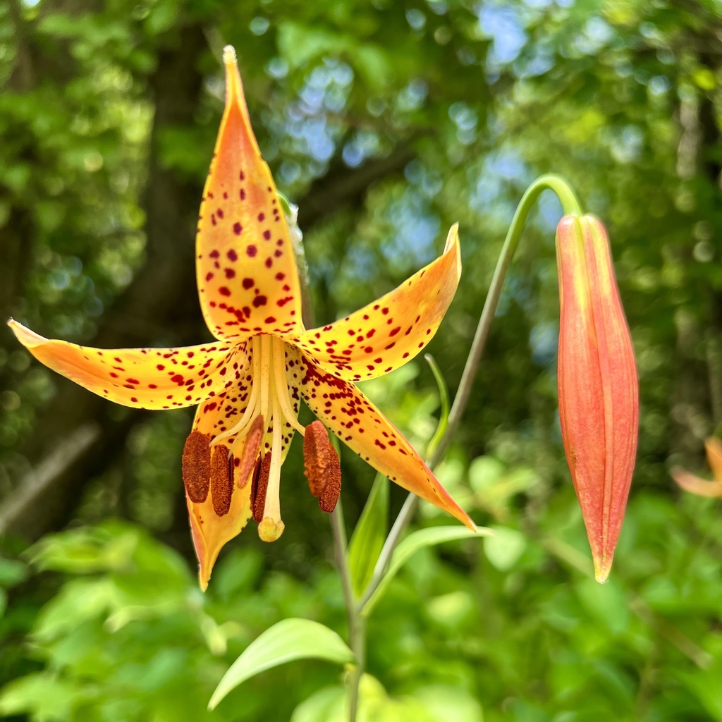 Canada lily from Waunakee, WI, US on July 11, 2023 at 12:33 PM by ...