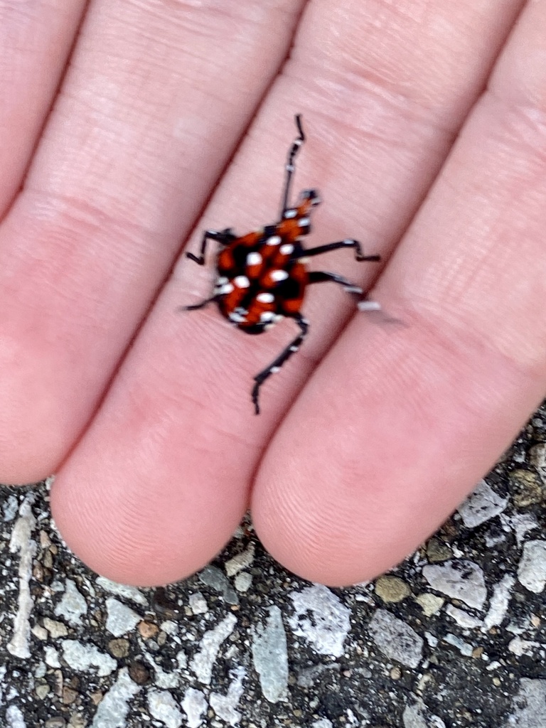 Spotted Lanternfly from Severn St, Pittsburgh, PA, US on July 11, 2023 ...