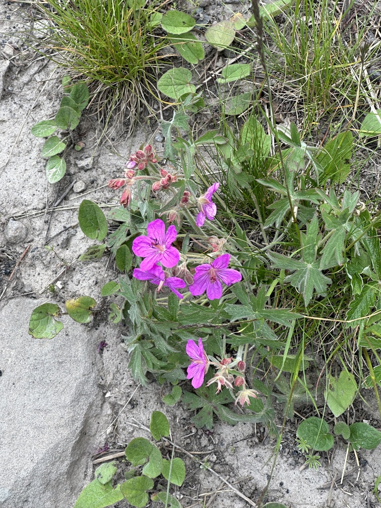 sticky geranium from Yellowstone National Park, Alta, WY, US on July 9 ...