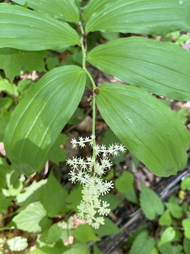 Solomon's plume from Sackett Point Rd, North Haven, CT, US on May 22 ...