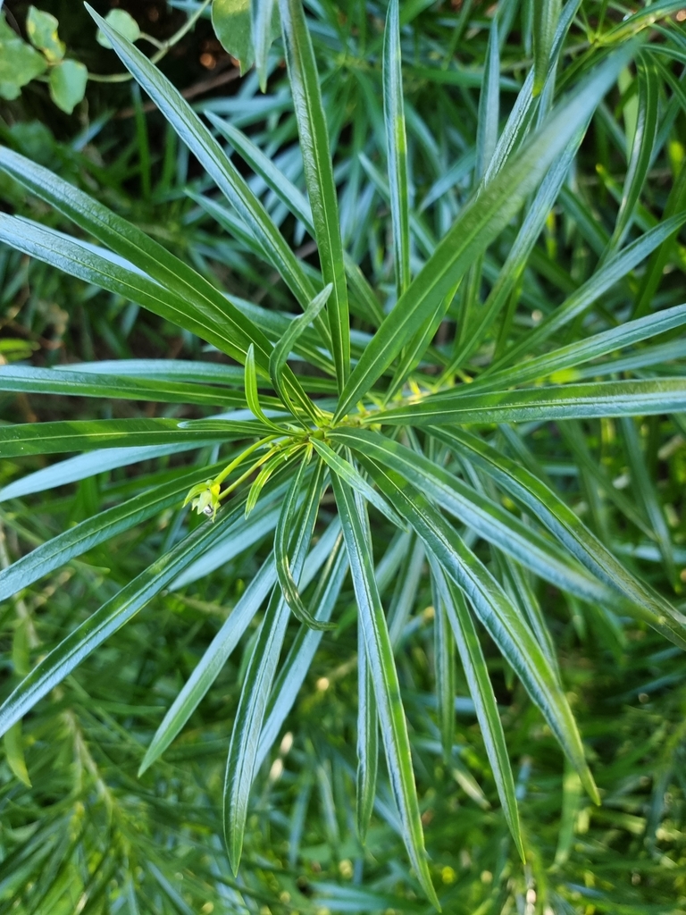 Be-still tree from Chelmer QLD 4068, Australia on July 11, 2023 at 03: ...
