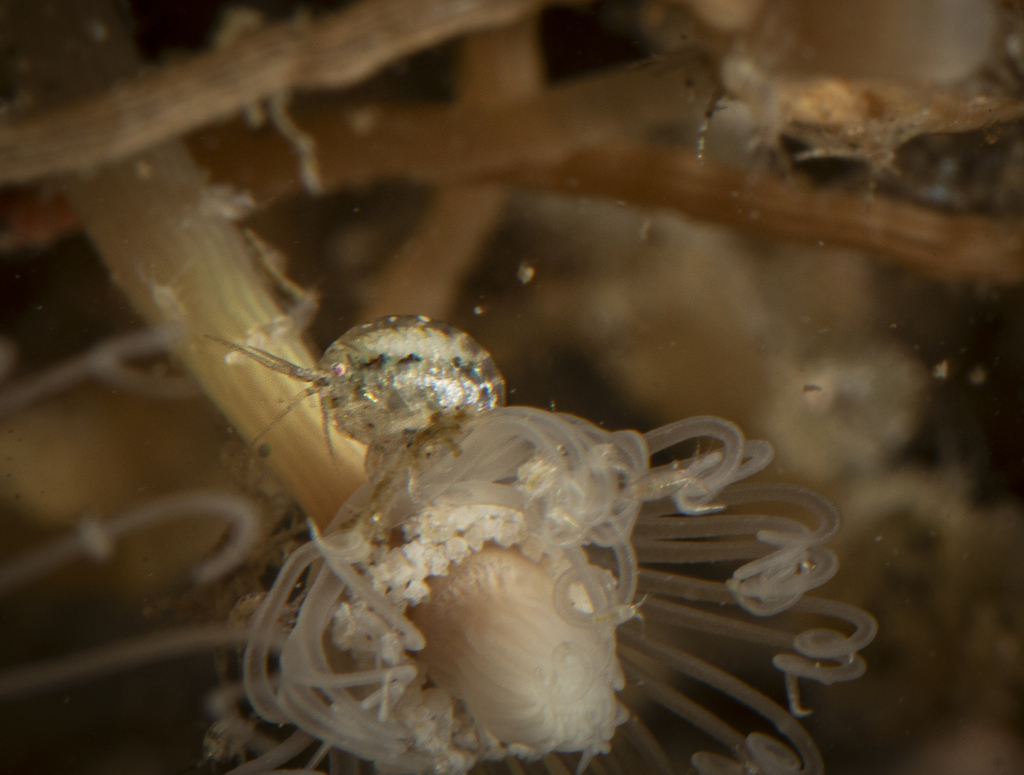 Stenothoidae from Gold Coast QLD, Australia on June 13, 2023 at 04:40 ...