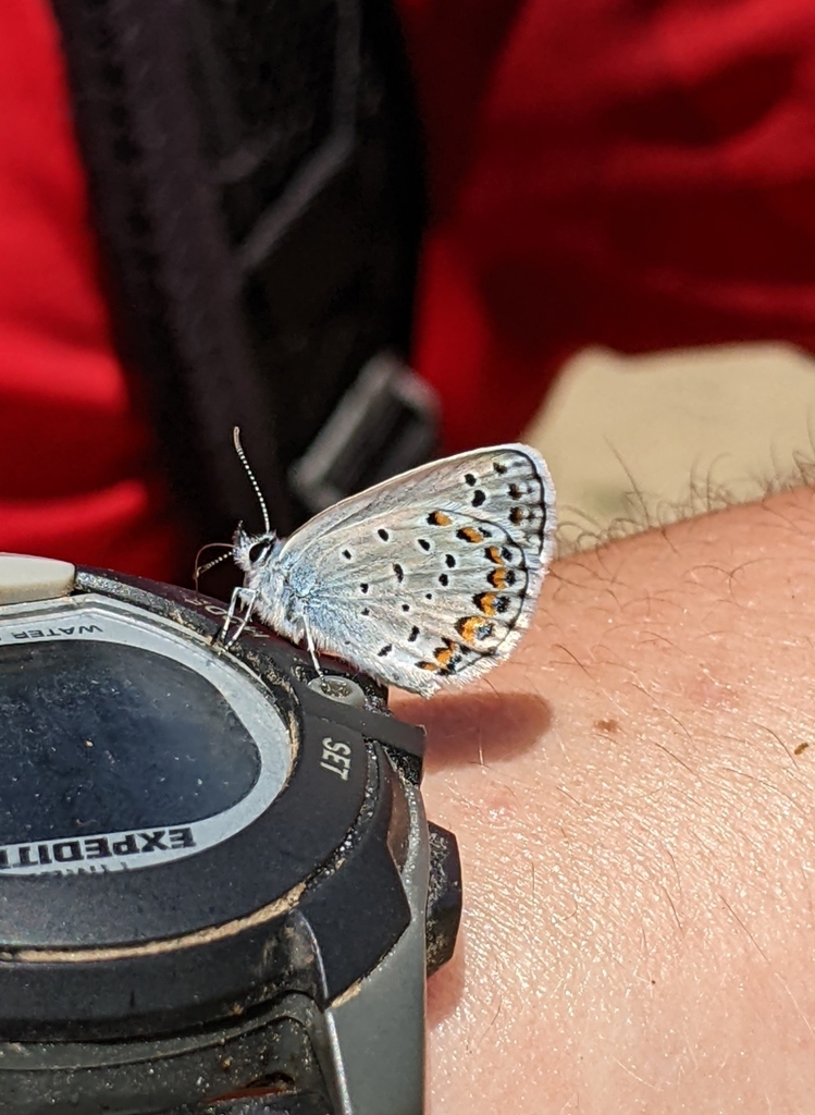 Karner Blue in July 2023 by Colleen C. Inner wings solid blue ...