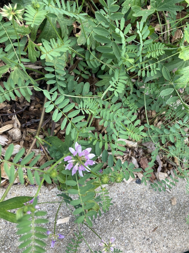purple crownvetch from Caldwell Woods (Cook County Forest Preserve ...