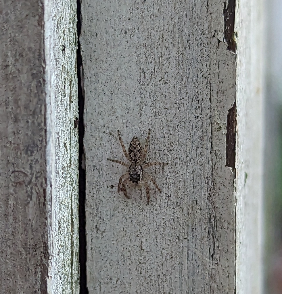 Tan Jumping Spider from Phoenix, NY 13135, USA on July 10, 2023 at 06: ...