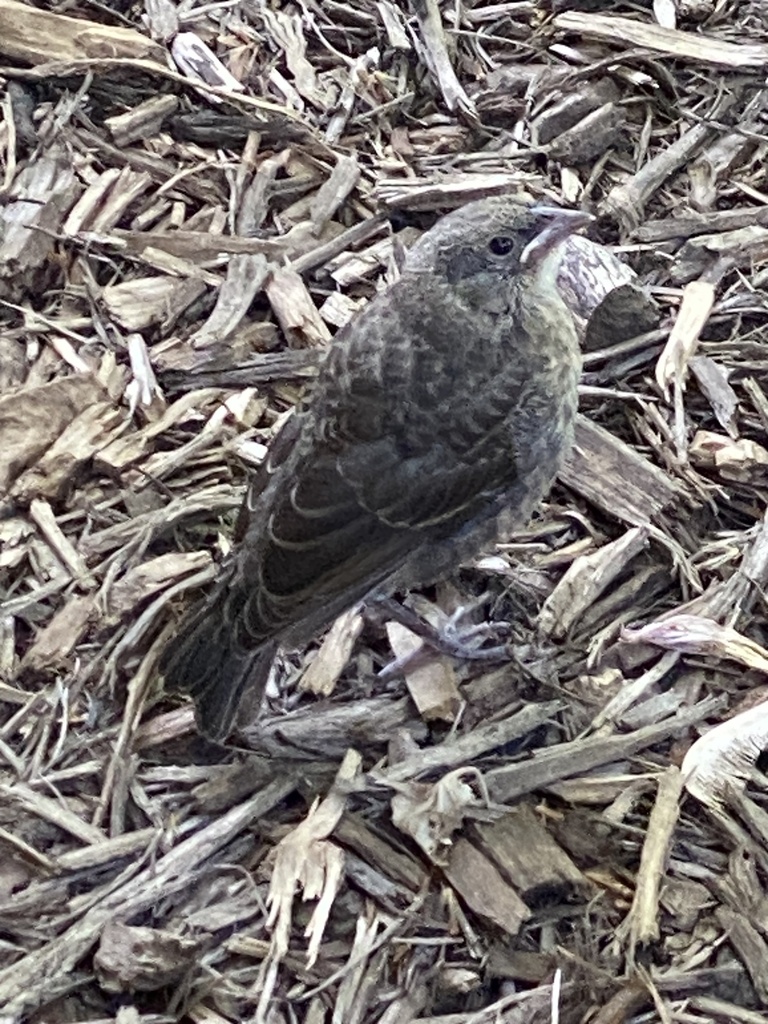 Brown-headed Cowbird from Francisco Rd, Columbus, OH, US on July 11 ...