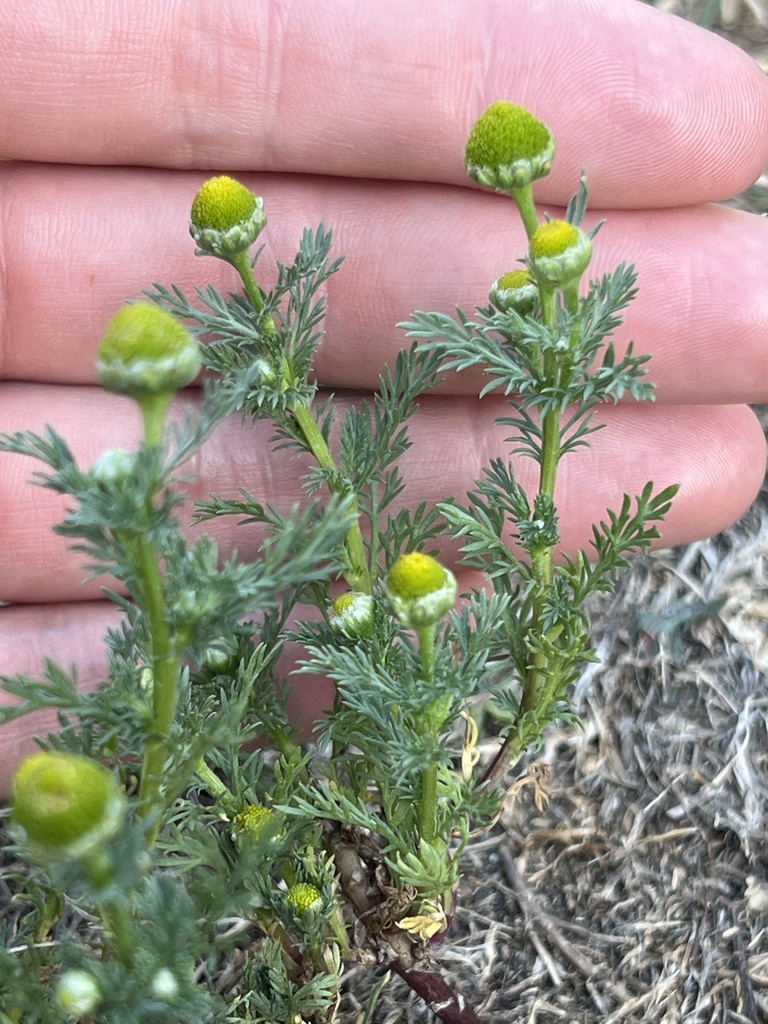 pineapple-weed from Gas Works Park, Seattle, WA, US on July 11, 2023 at ...